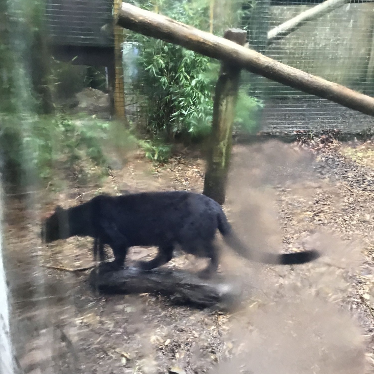 Fremington Primary School - Exmoor Zoo